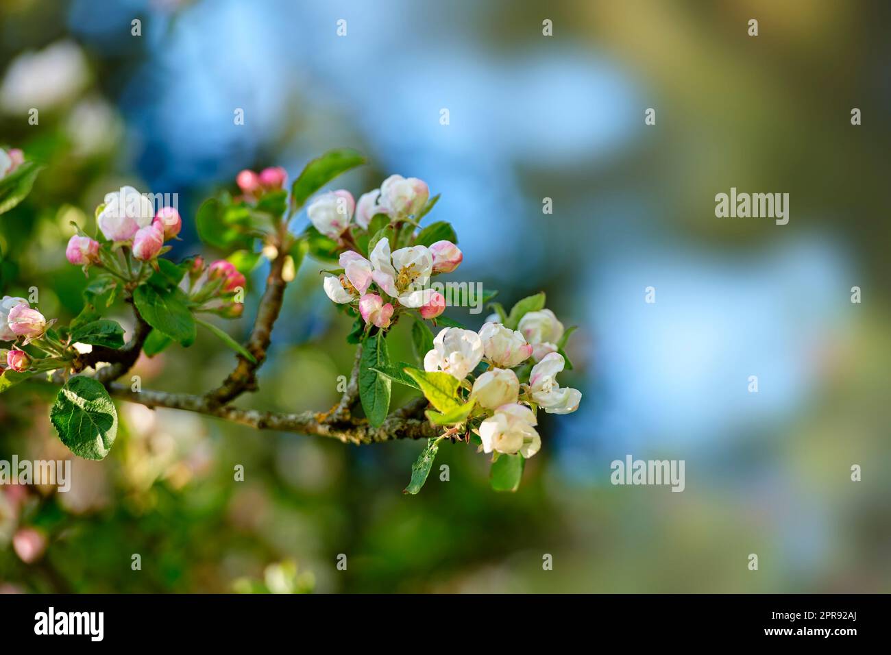 Flowering crabapple trees hi-res stock photography and images - Alamy