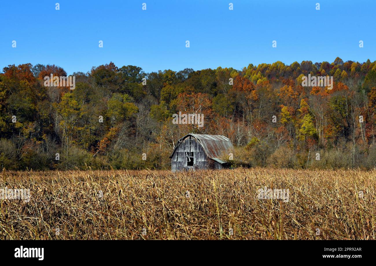 Rustic, weathered, wooden barn stands in a cornfield in Tennessee. Fall ...