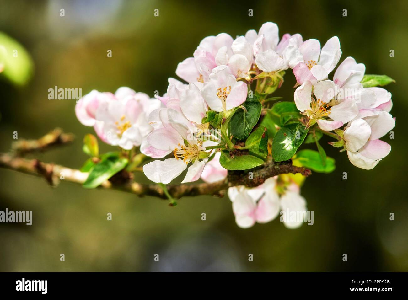 Sustainable flowers hi-res stock photography and images - Alamy