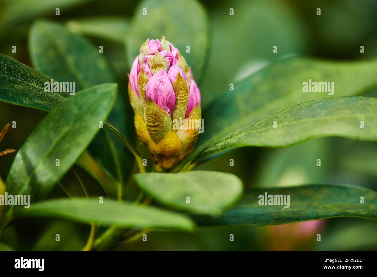 Spring has sprung. Rhododendron Flowers in my garden Stock Photo - Alamy
