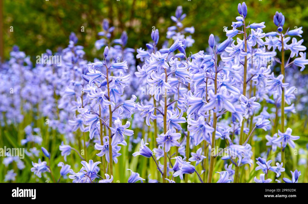 Indigo plant hi-res stock photography and images - Alamy