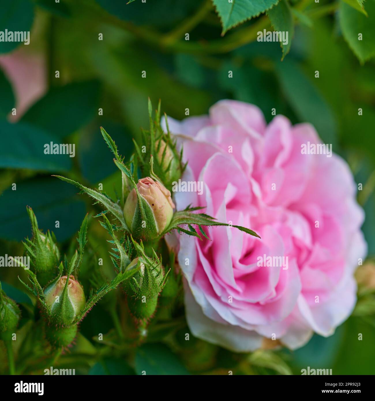 Closeup of a beautiful pink rose growing on a tree in a backyard garden ...