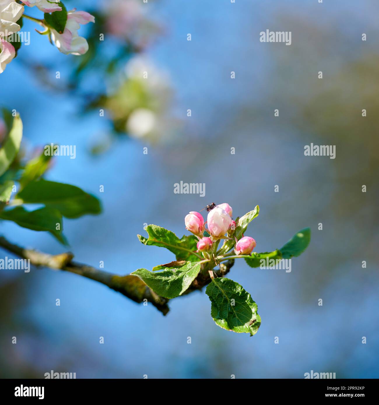 Beautiful blooming apple tree blossom with a bee pollinating the flower ...