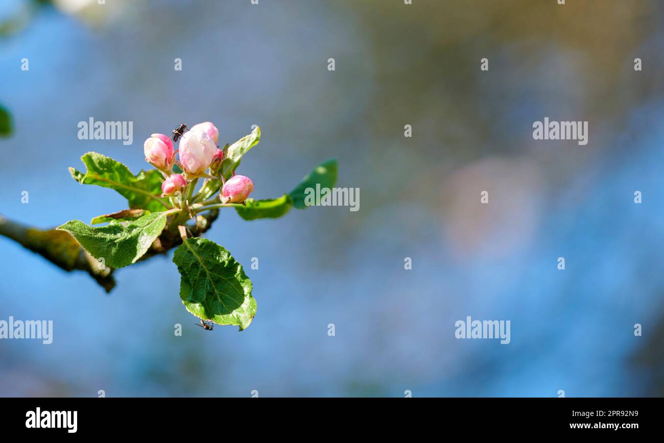 Fly sitting on a Paradise apple tree against a blurry background in a ...