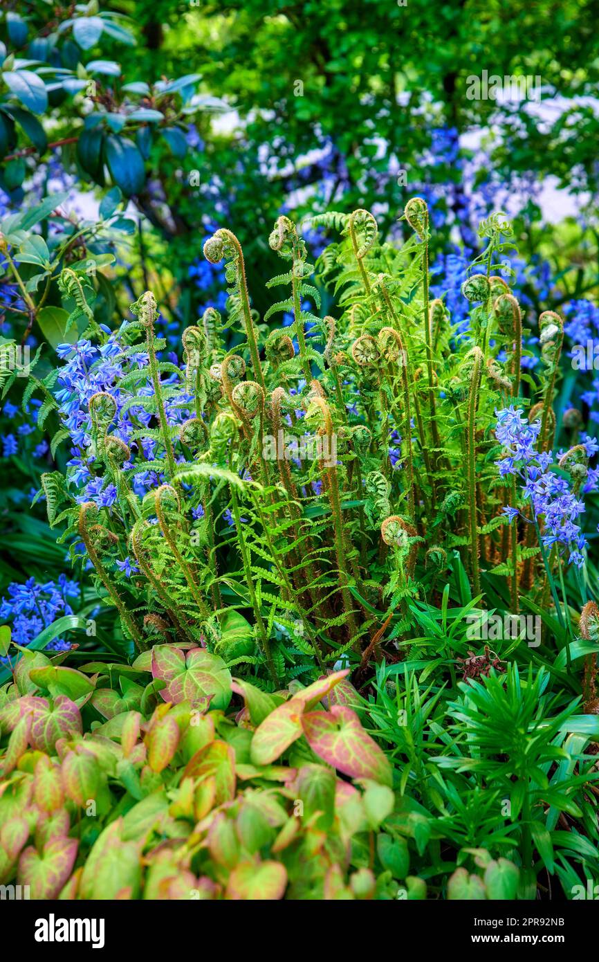 Colorful ferns hi-res stock photography and images - Alamy