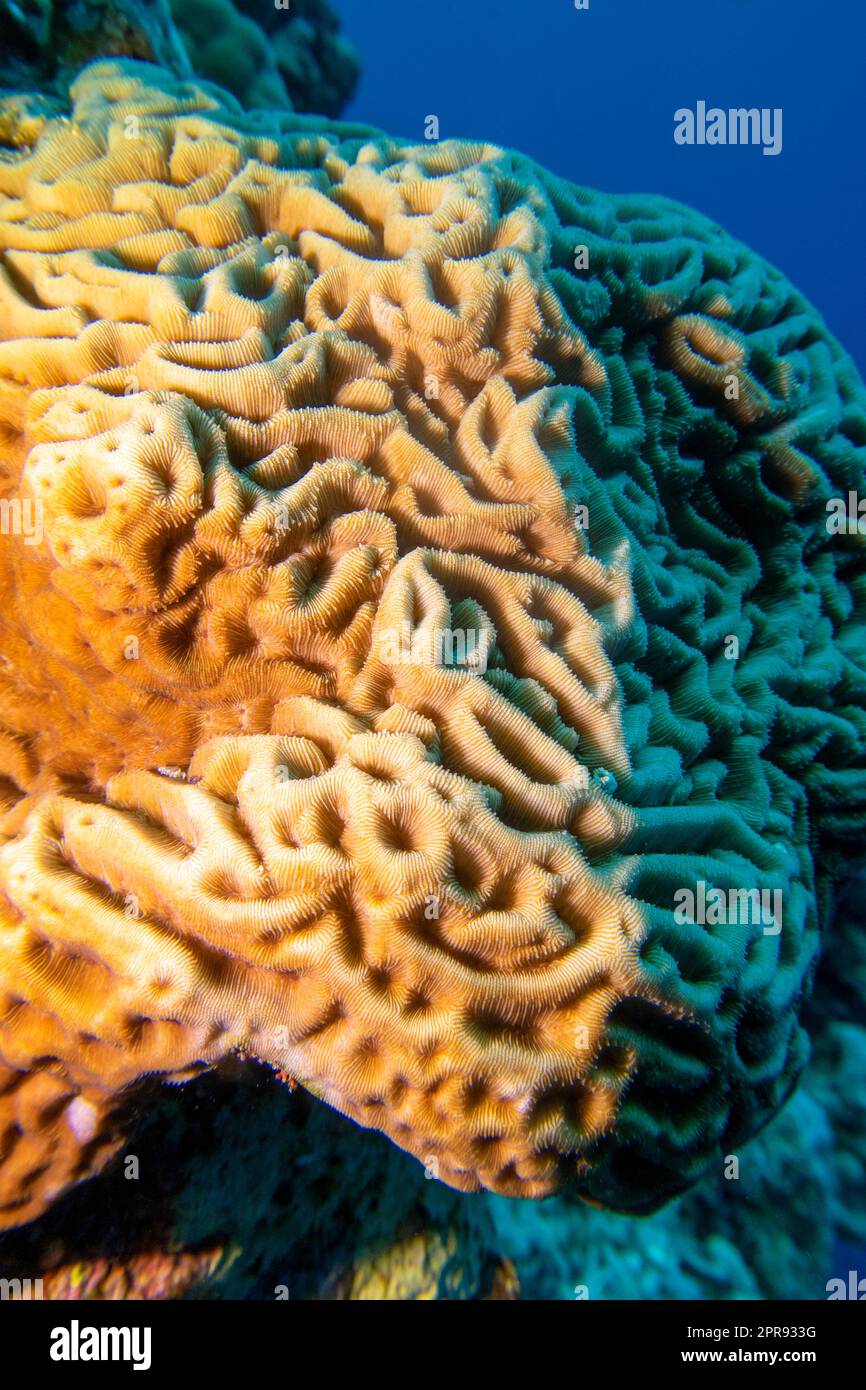 Colorful, picturesque coral reef at bottom of tropical sea, yellow ...