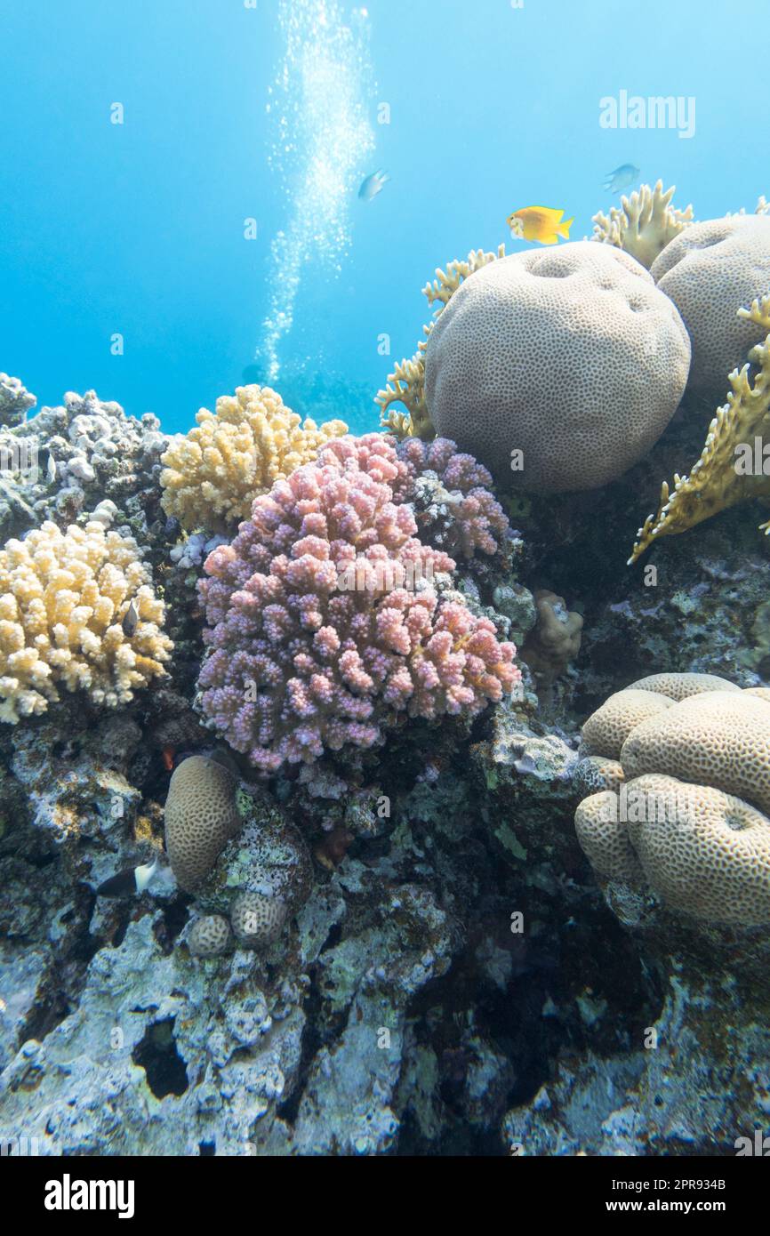 Colorful coral reef at the bottom of tropical sea, hard corals ...