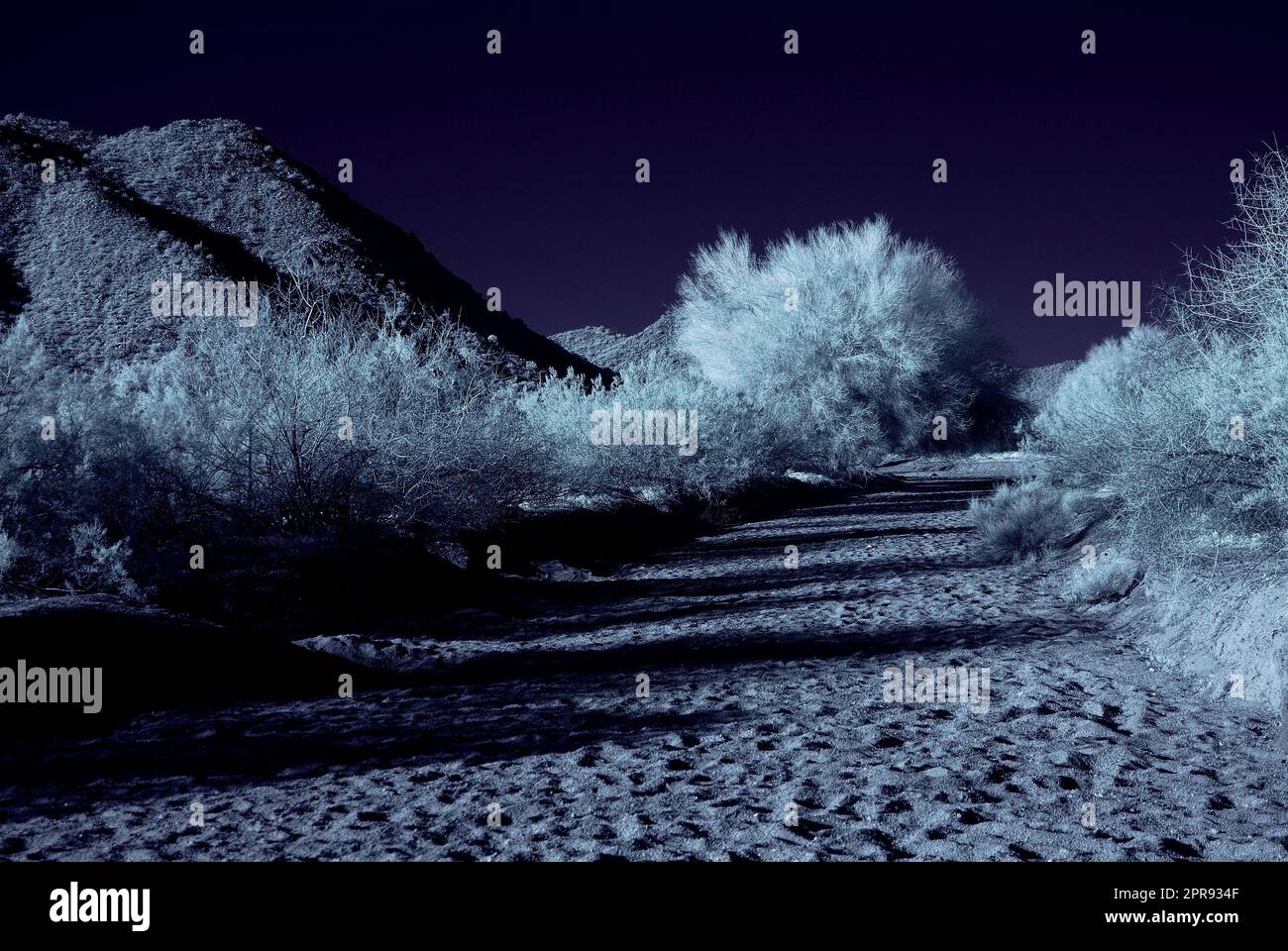 Moonlight Desert plants in the winter Arizona desert Stock Photo - Alamy