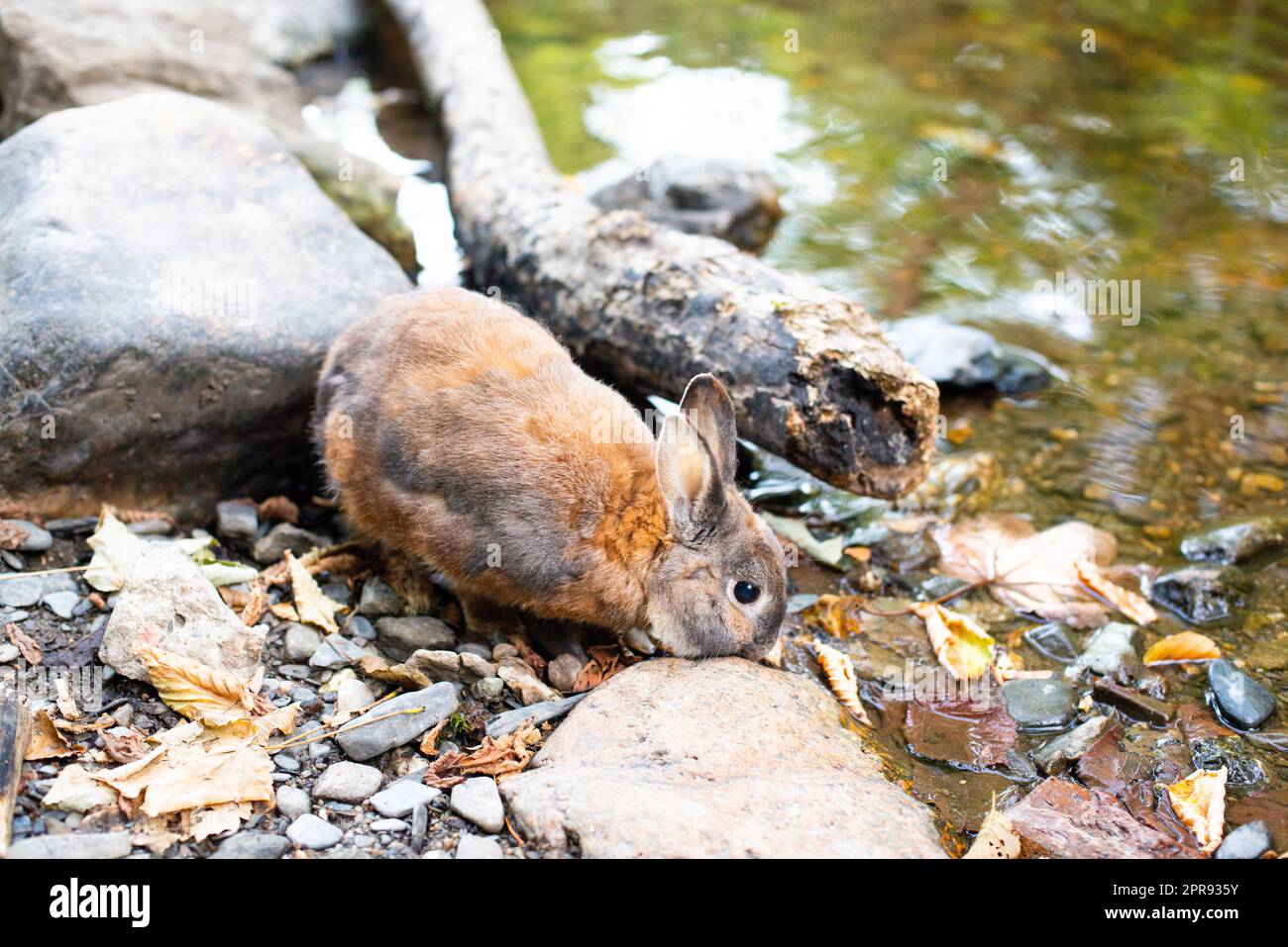 Young rabbit drinking water from the river, wildlife animals at the ...