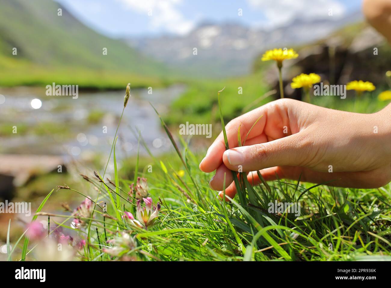 Woman hand grounding touching grass in the mountain Stock Photo - Alamy