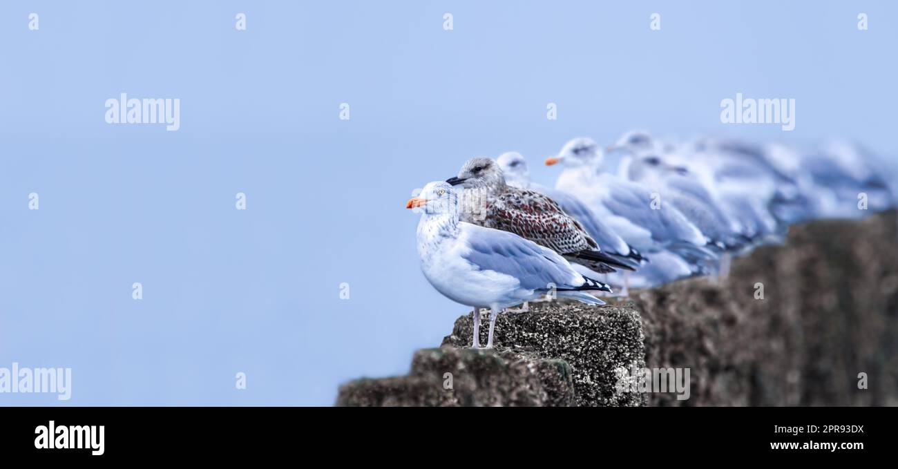A row of sea gulls from the side, first sea gull looking into the ...