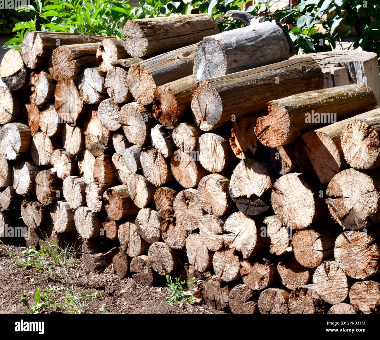Harvesting firewood for the winter Stock Photo - Alamy