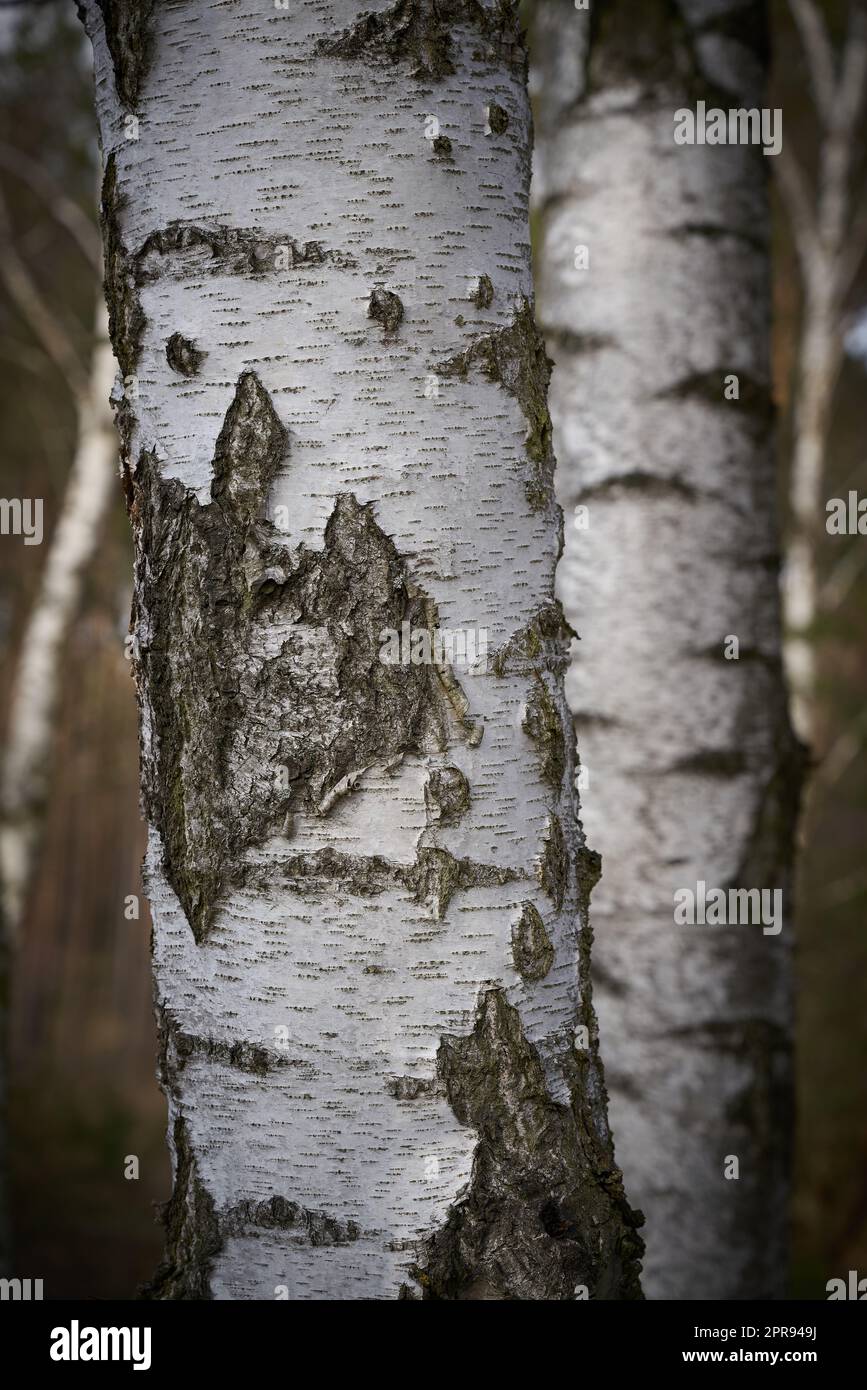Birch trees with typical white bark in a forest in Germany Stock Photo ...