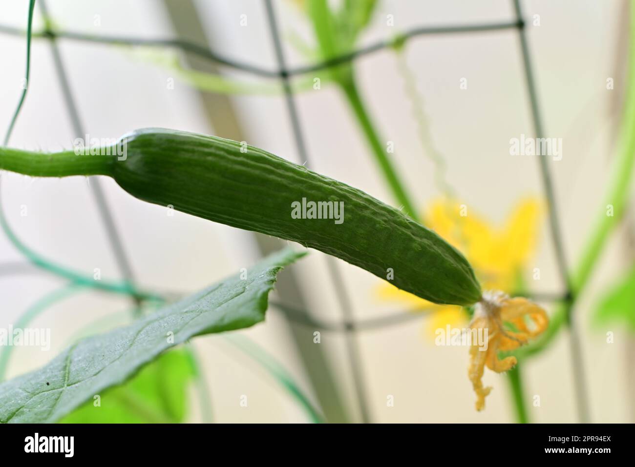 Growing cucmber on the shrub in the greenhouse as a closeup Stock Photo ...