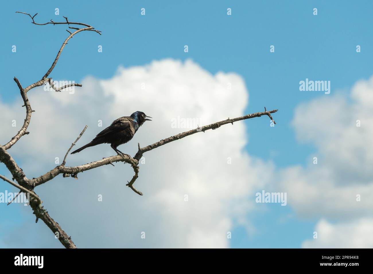 Blue songbird hi-res stock photography and images - Alamy