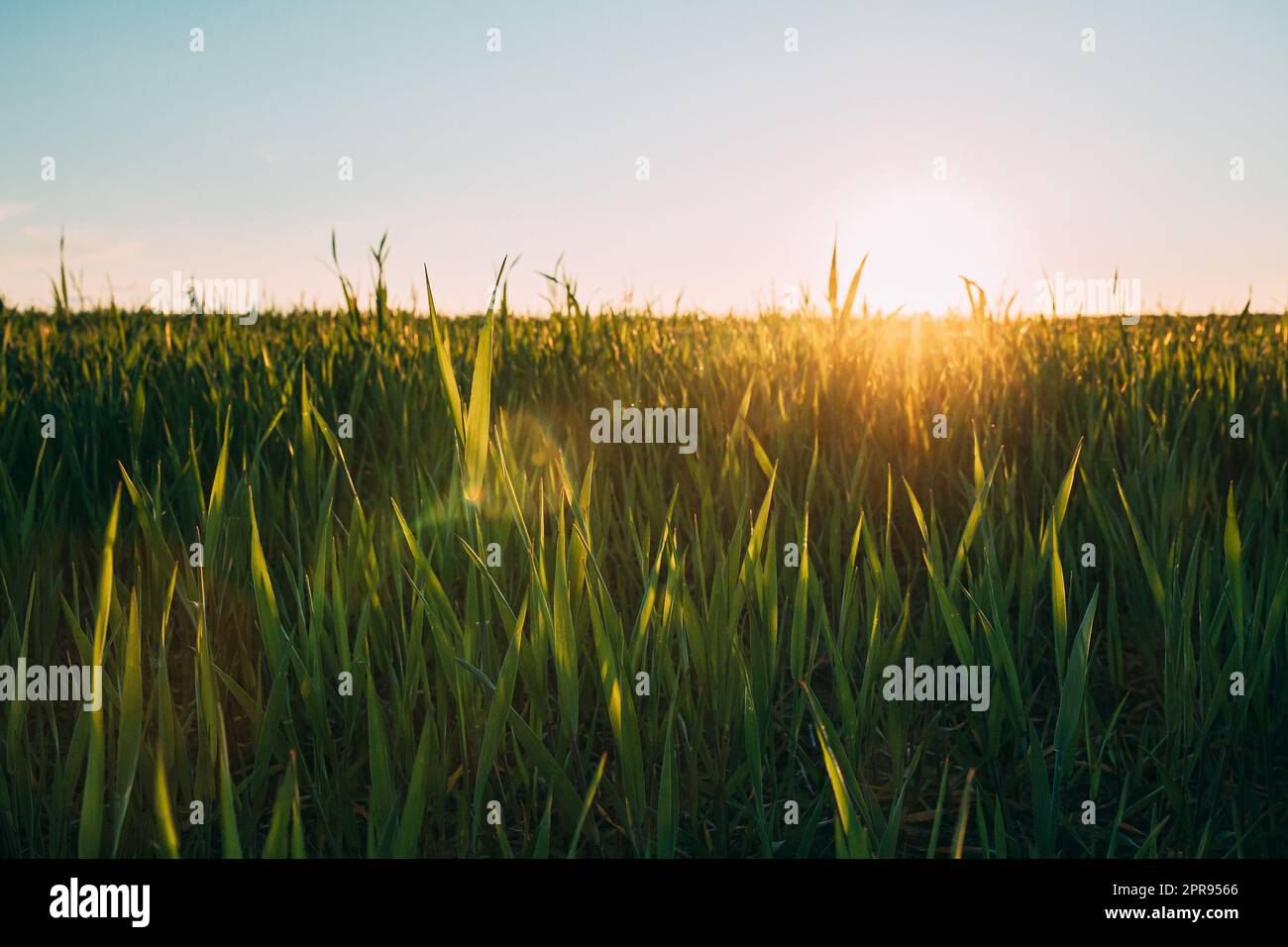 Close Up Young Wheat Shoots In Sunset Sunrise Lights. Countryside Rural ...