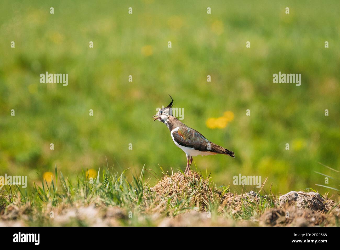 Northern Lapwing Or Peewit Singing In Summer Field. Wildlife Birds Of ...