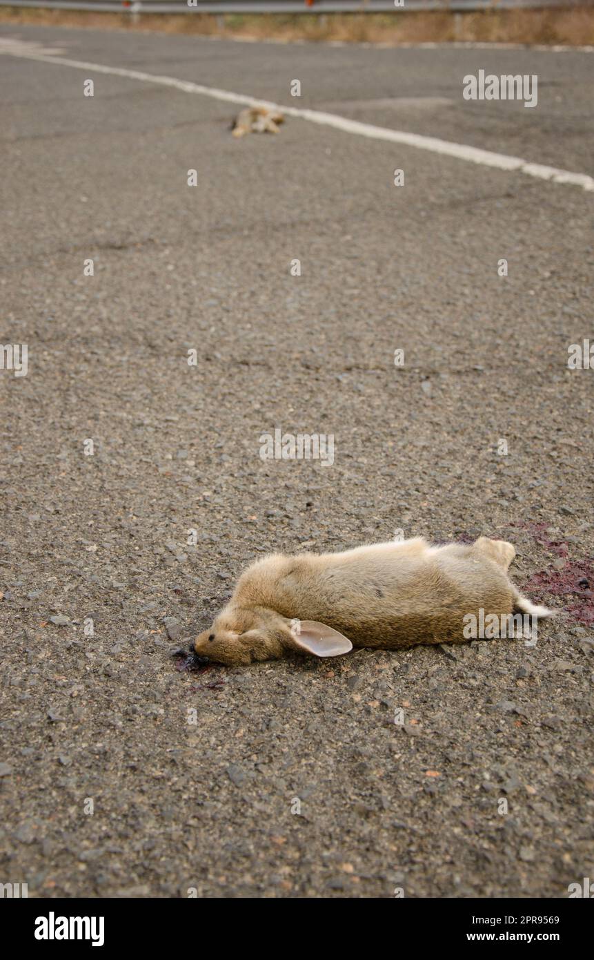 European rabbits run over on the road Stock Photo - Alamy