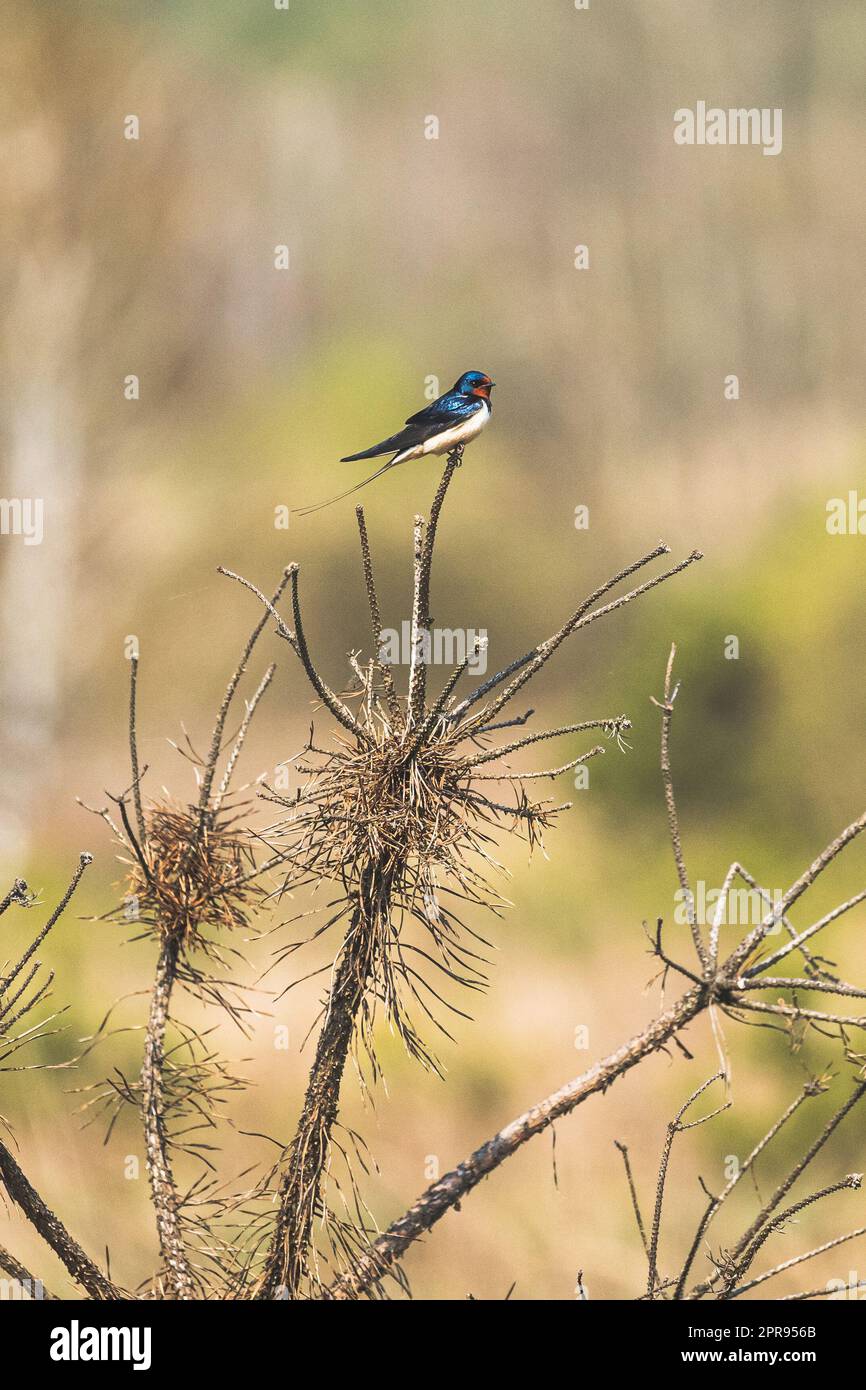 Wild Forest Bird Barn Swallow Sitting On Top Of Dry Pine Branch In Spring Season. Belarus ...