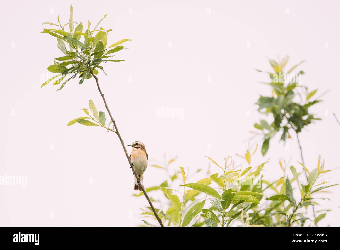 Family of turdidae hi-res stock photography and images - Alamy