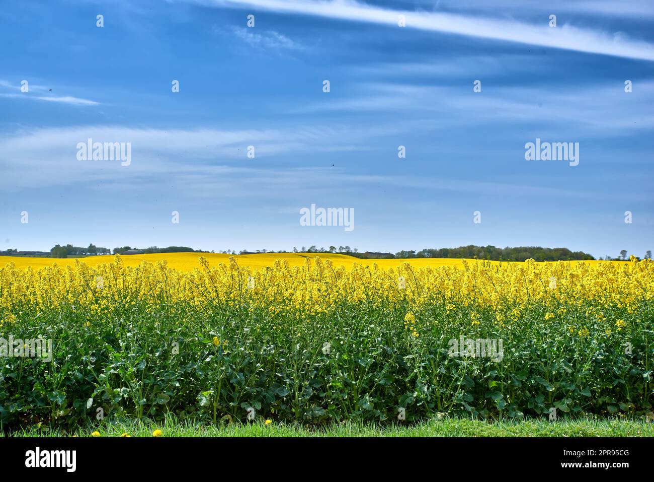 Fields spring blue sky hi-res stock photography and images - Alamy