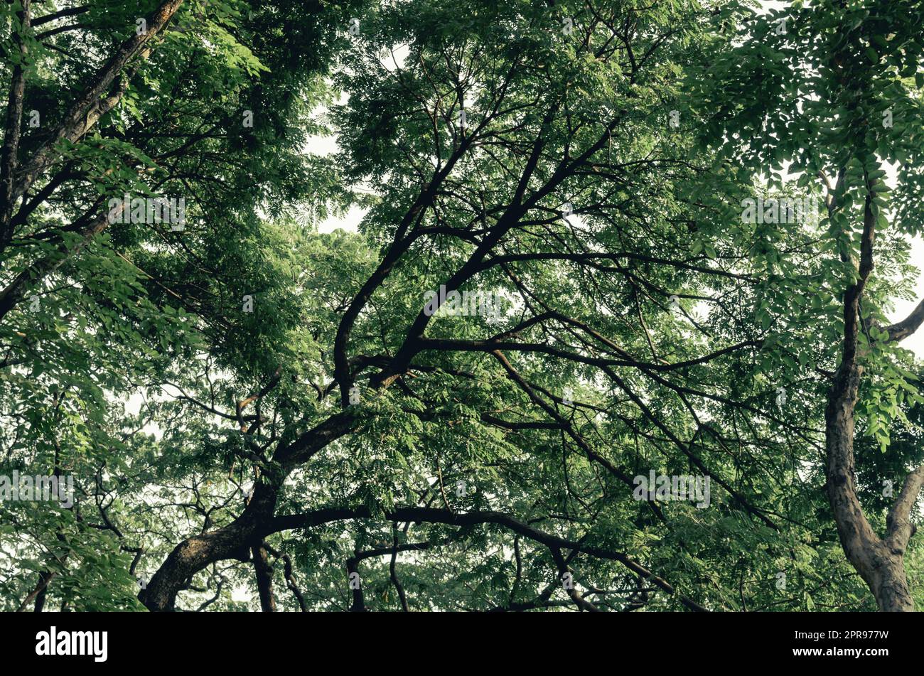 Shot large tree trunk hi-res stock photography and images - Alamy