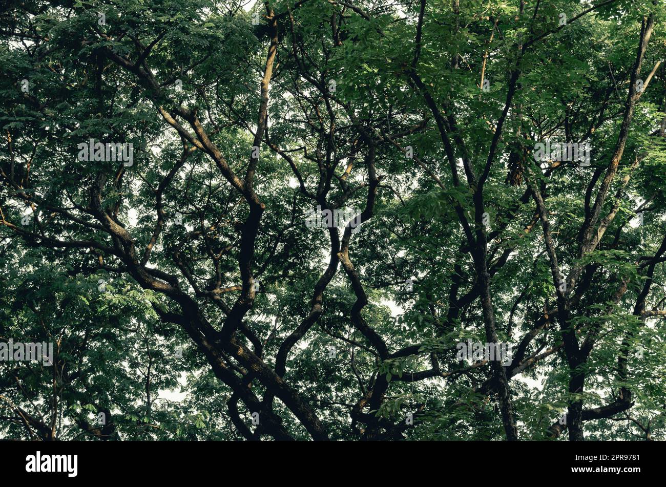 Shot large tree trunk hi-res stock photography and images - Alamy