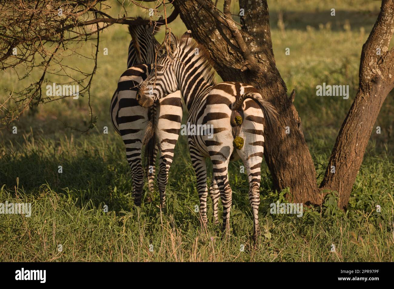 A rear view of two zebras stand in a grassy field under a large tree ...