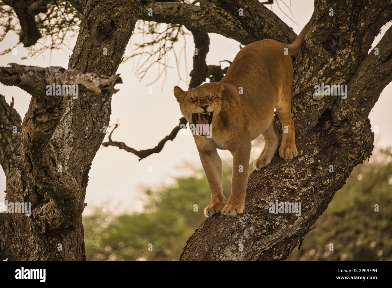 A large lioness growling while standing on a tree branch Stock Photo ...