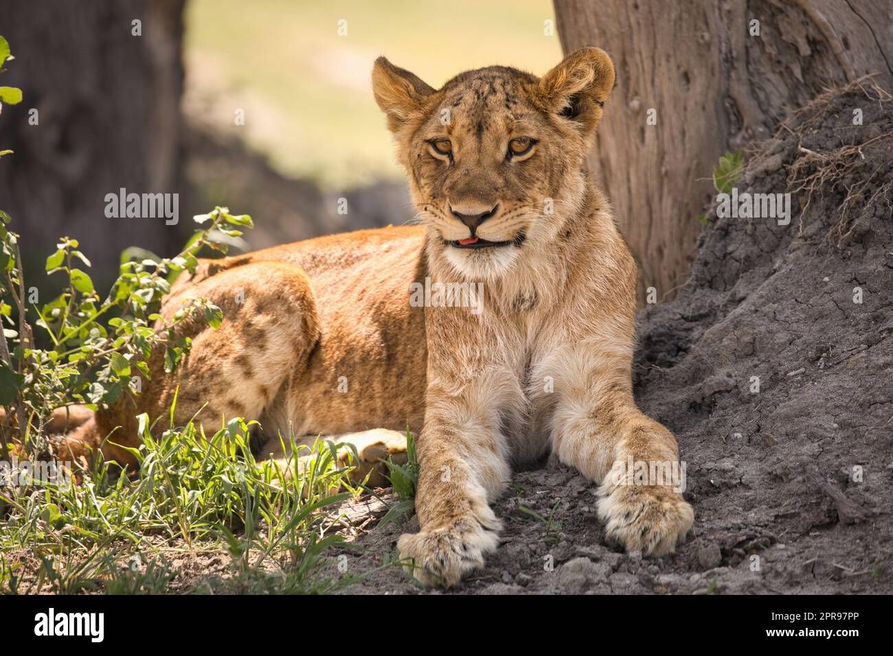 An adorable small lion cub is lounging happily in the lush green grass ...