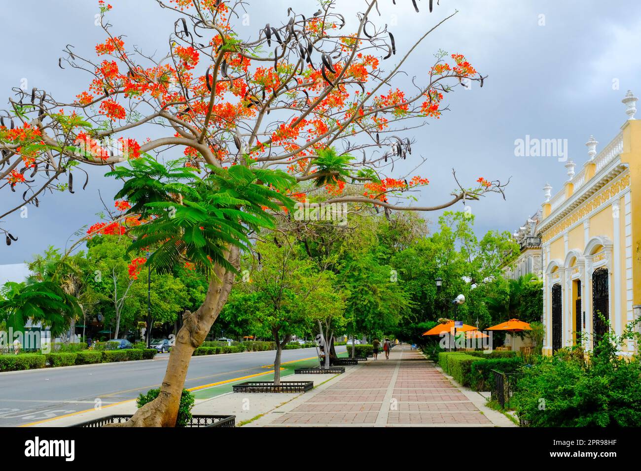 Paseo de Montejo famous avenue, Merida, Yucatan, Mexico Stock Photo - Alamy