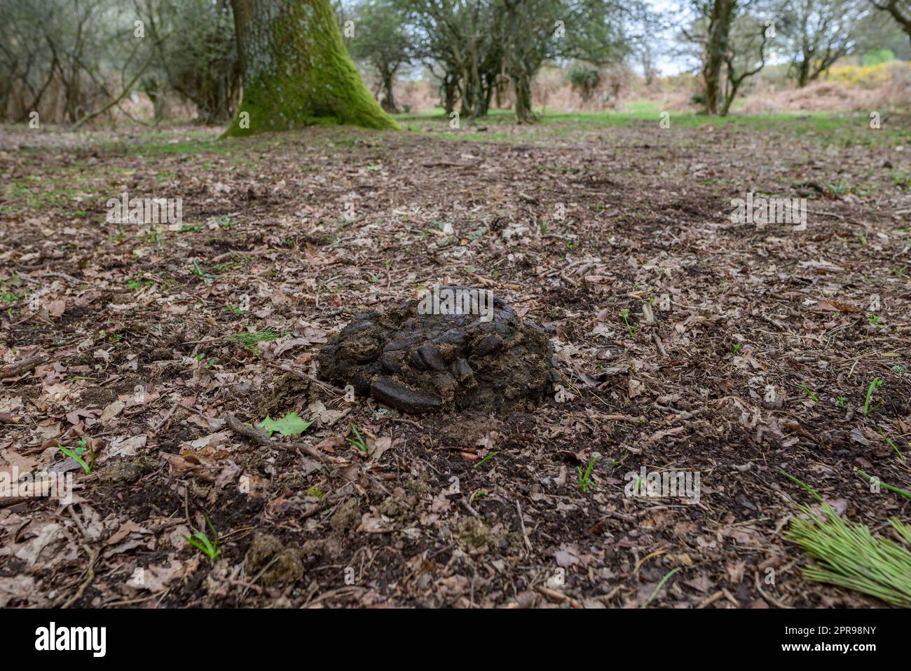 Cowpat hi-res stock photography and images - Alamy