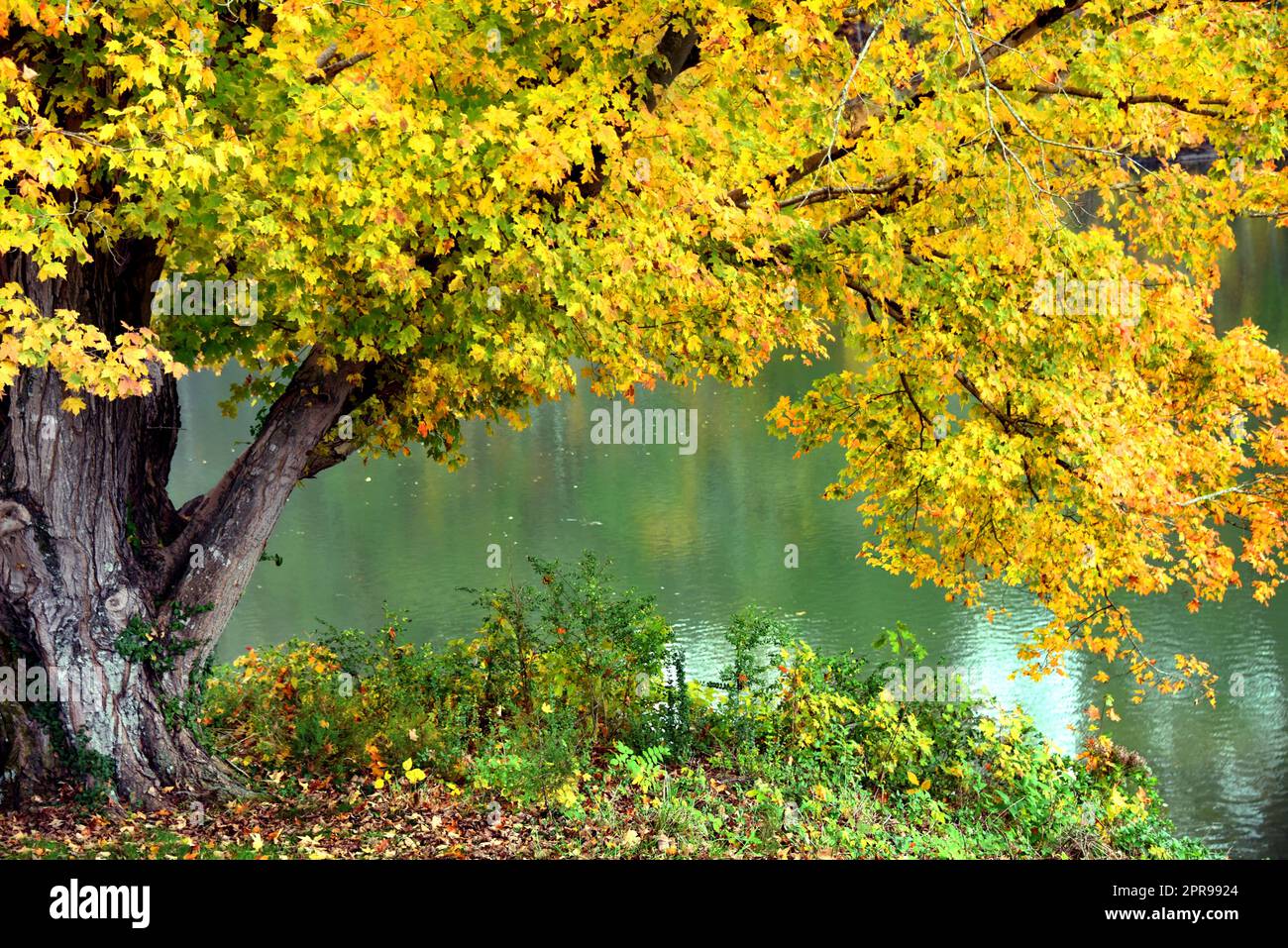 Gold and yellow leaves overhang bank of Steele Creek Lake, in Bristol ...