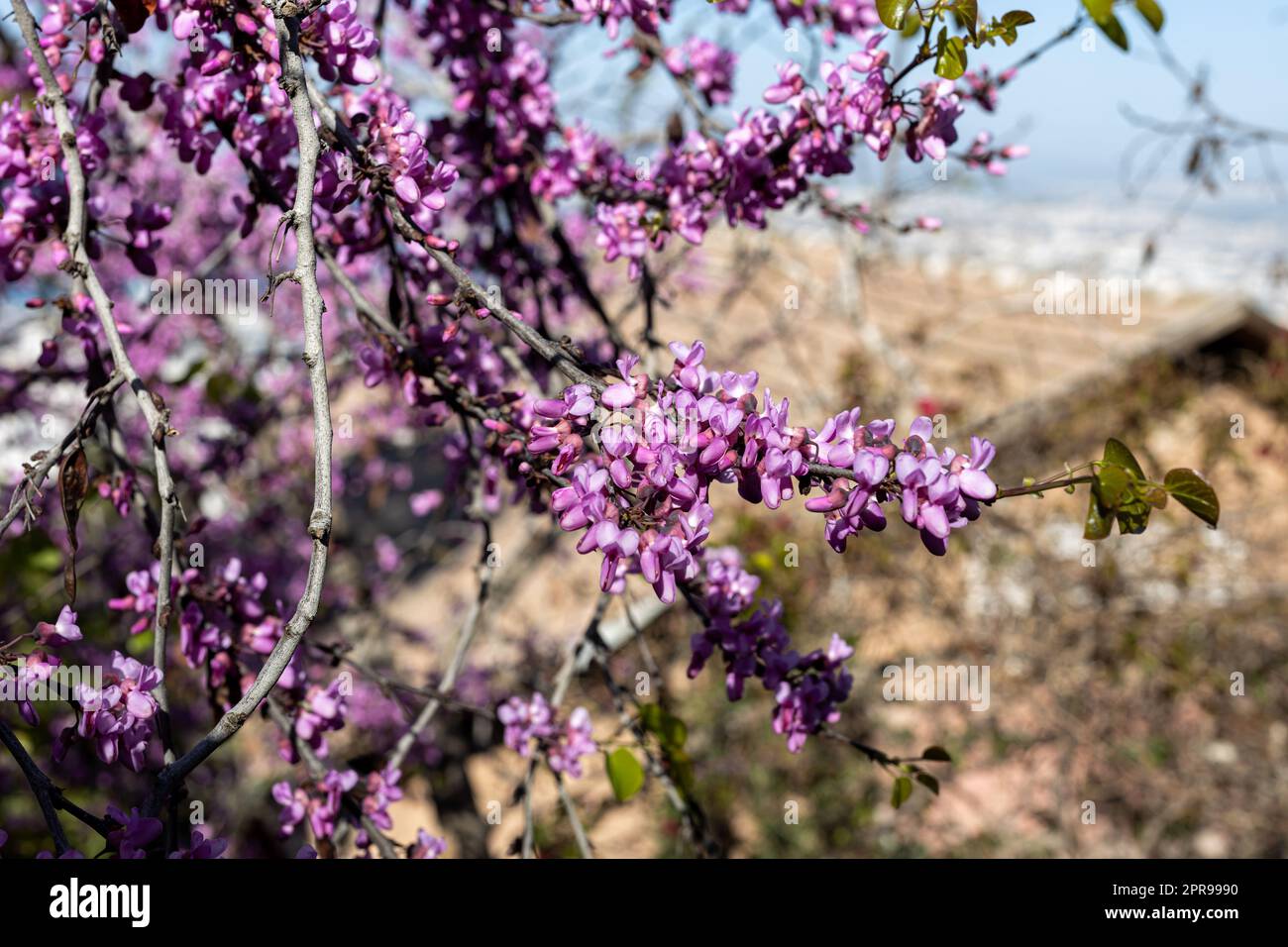 Cercis siliquastrum, commonly known as the Judas tree is a small ...