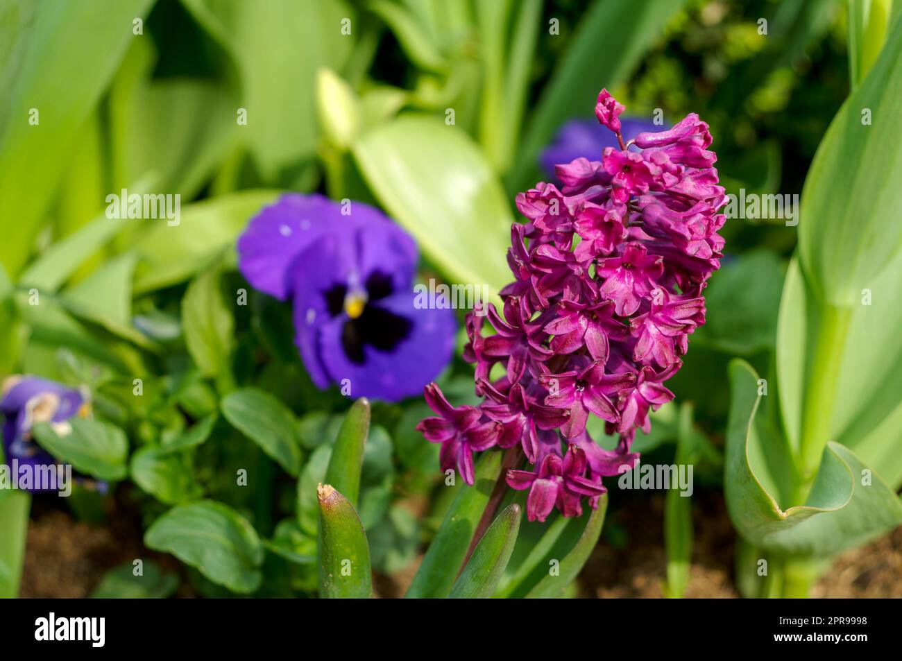 purple hyacinth (Hyacinthus), blooming inflorescence in natural habitat ...