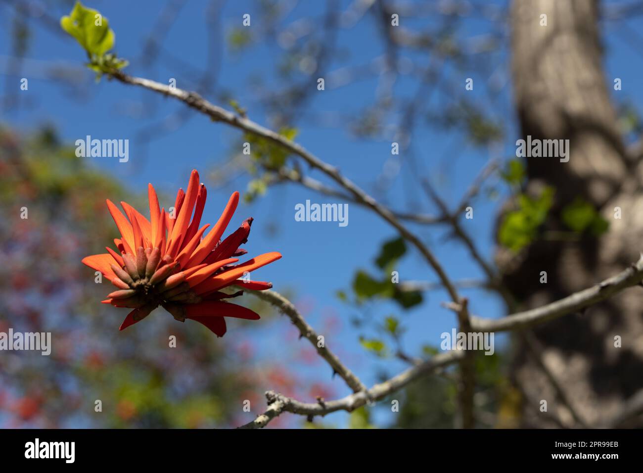 Bright red spectacular flowers of Erythrina against blue sky background ...