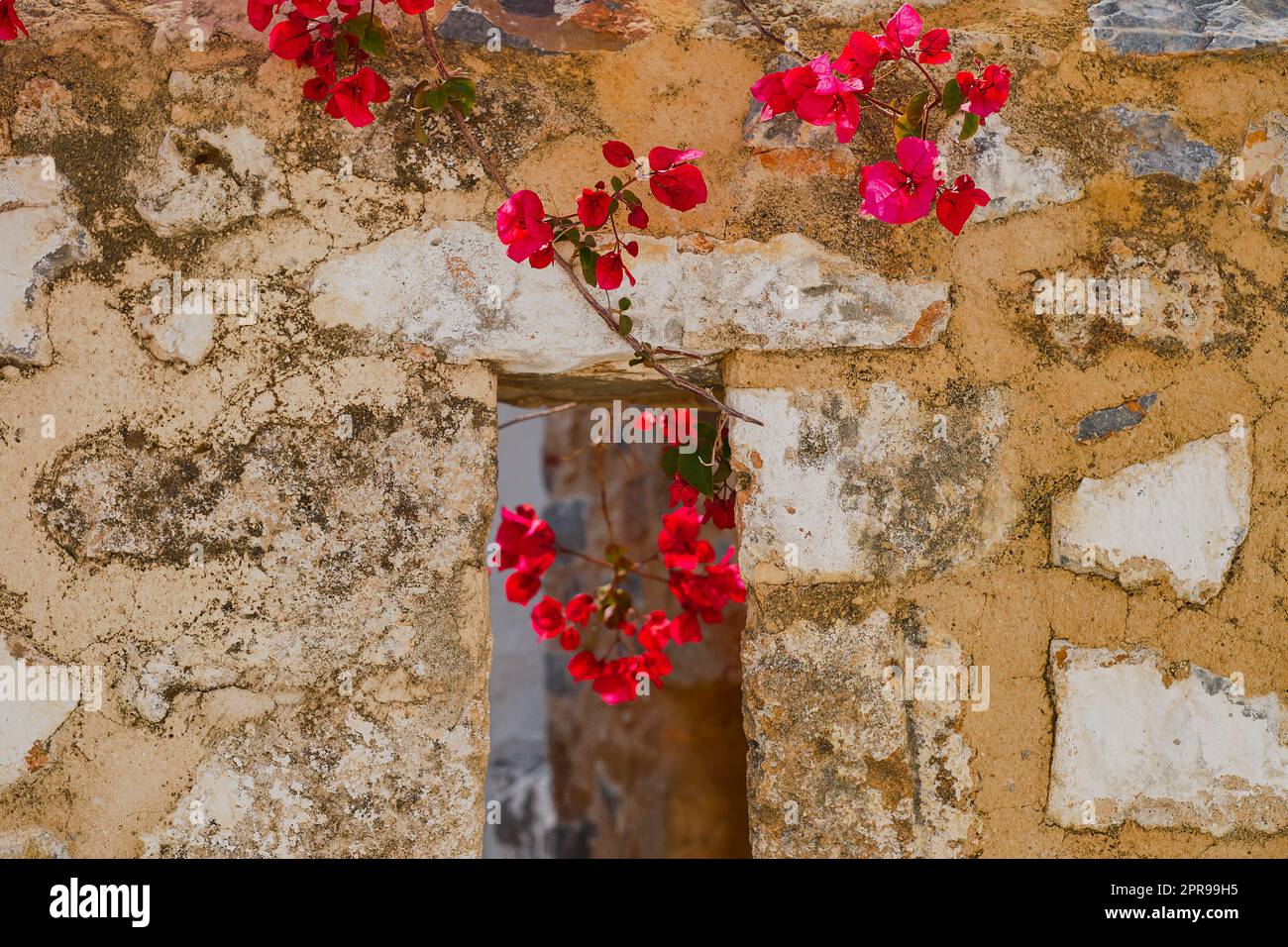 Flowering shrub branches on a hundred house on the street in the city ...