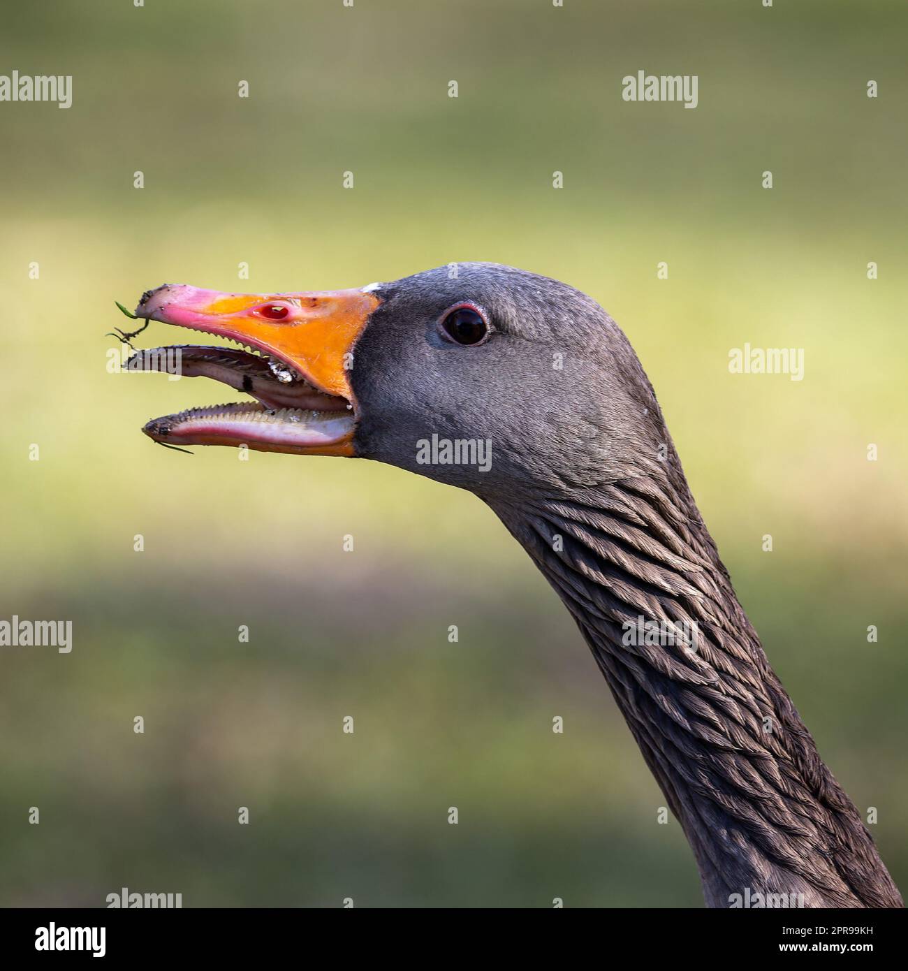 Head shot of a hissing greylag goose, Anser anser. The greylag goose is ...