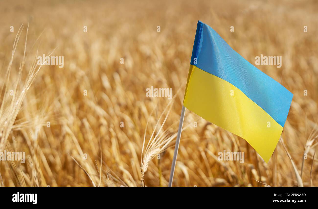 On independence day ukraine hi-res stock photography and images - Alamy