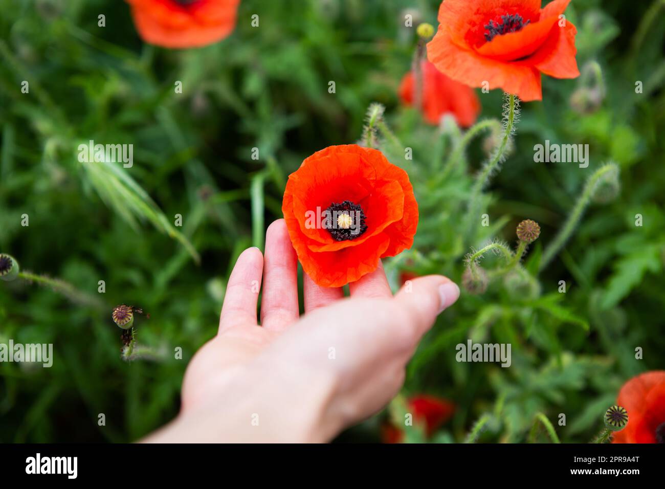 Hand holding poppy hi-res stock photography and images - Alamy