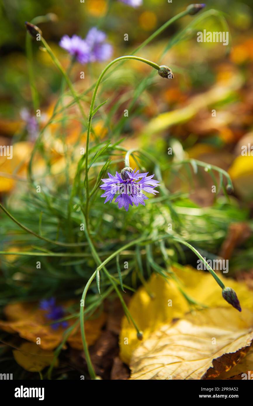 Beautiful blue color annual hi-res stock photography and images - Alamy