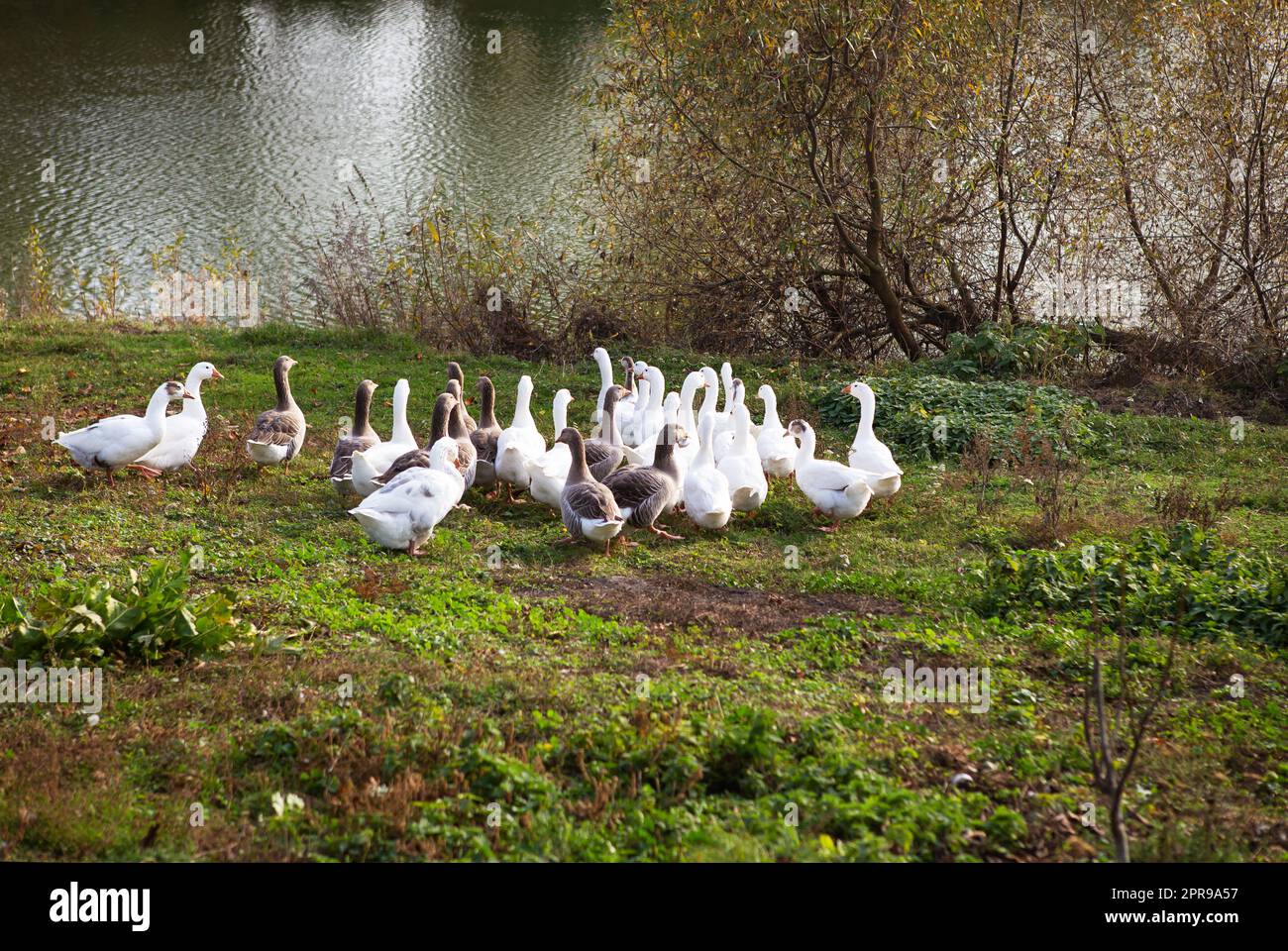 White and gray geese flock near the water. Golden autumn Stock Photo ...