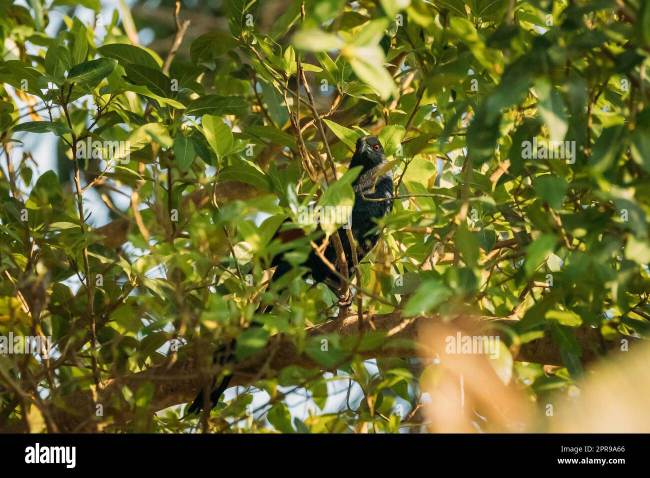 Greater coucal hi-res stock photography and images - Alamy