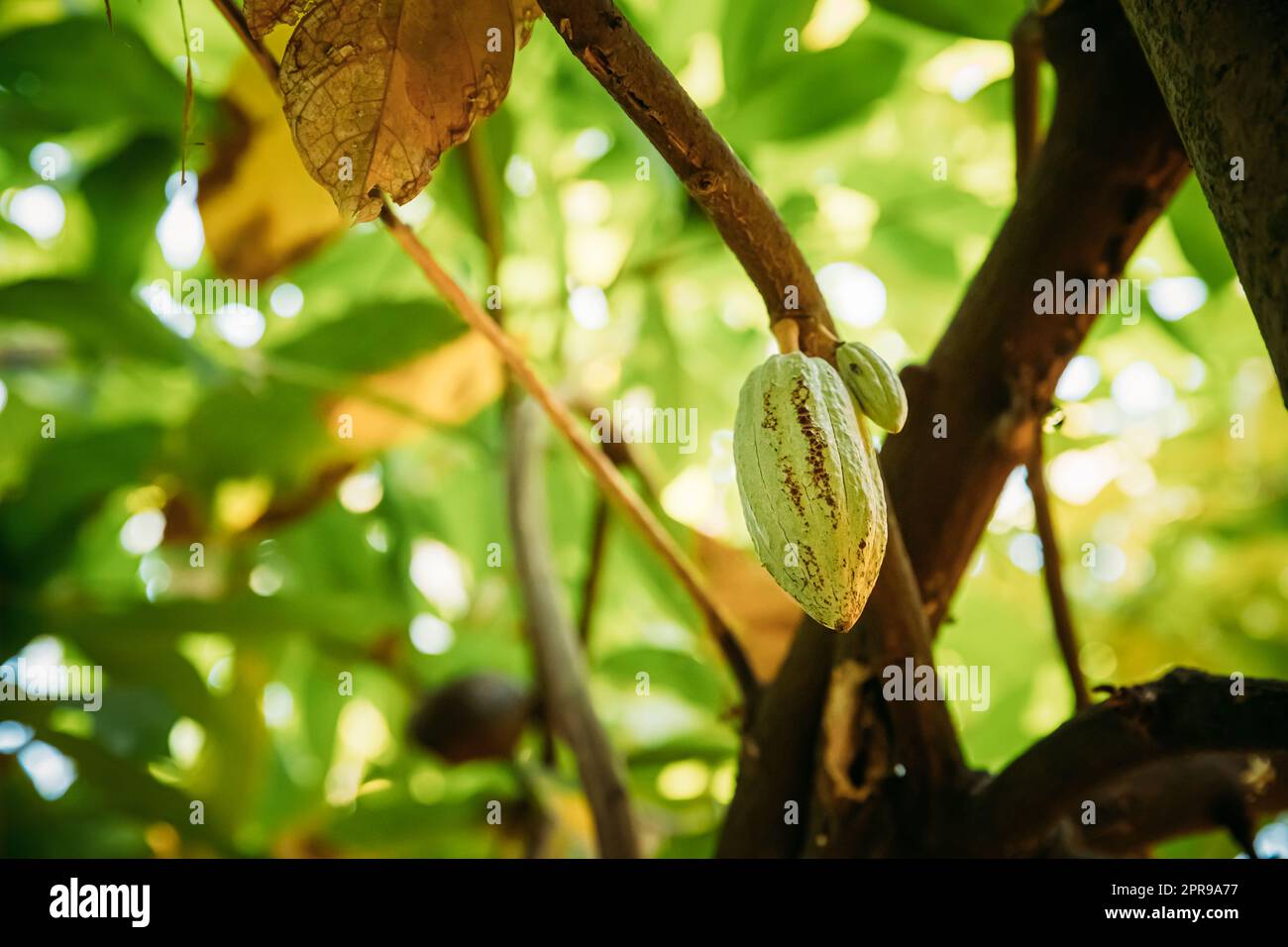 Goa, India. Close View Of Green Fruits Of Cocoa On Tree Stock Photo - Alamy