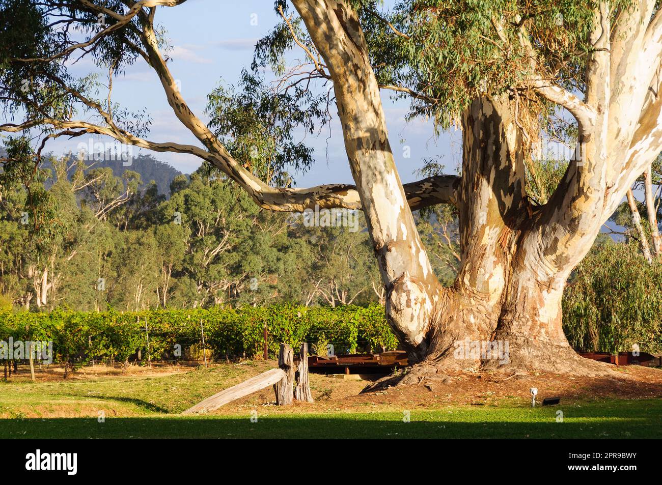 Gum tree - Whitfield Stock Photo - Alamy