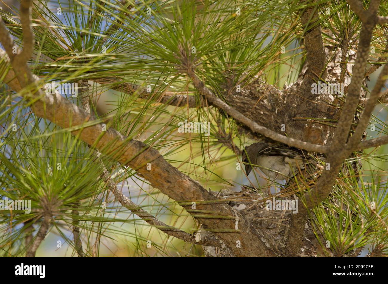 Female and chick of Gran Canaria blue chaffinch on the nest Stock Photo ...
