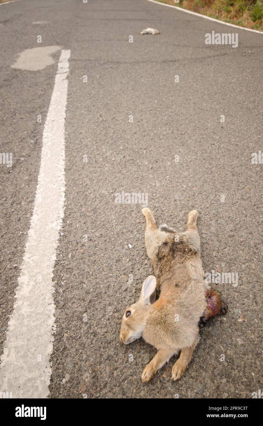 European rabbits run over on the road Stock Photo - Alamy