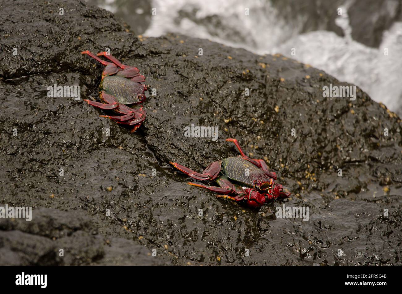 Cliff crabs hi-res stock photography and images - Alamy