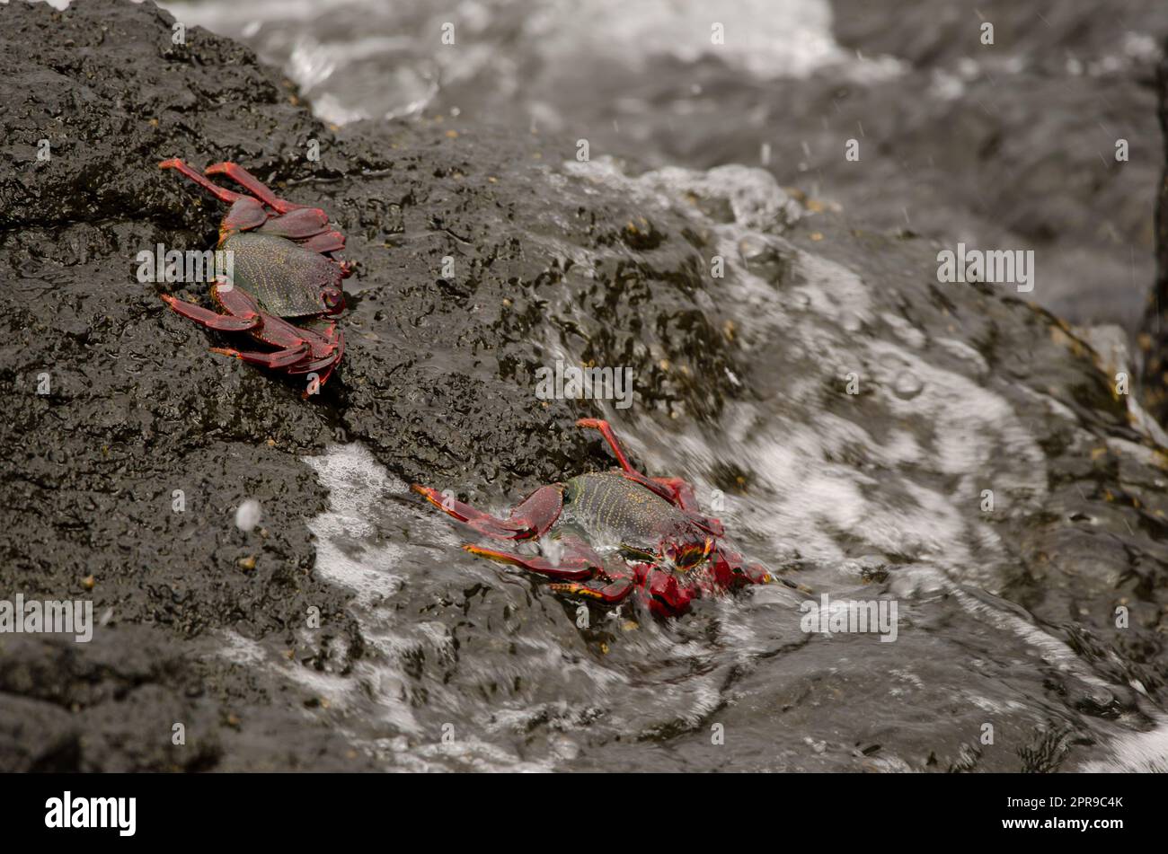 Cliff crabs hi-res stock photography and images - Alamy