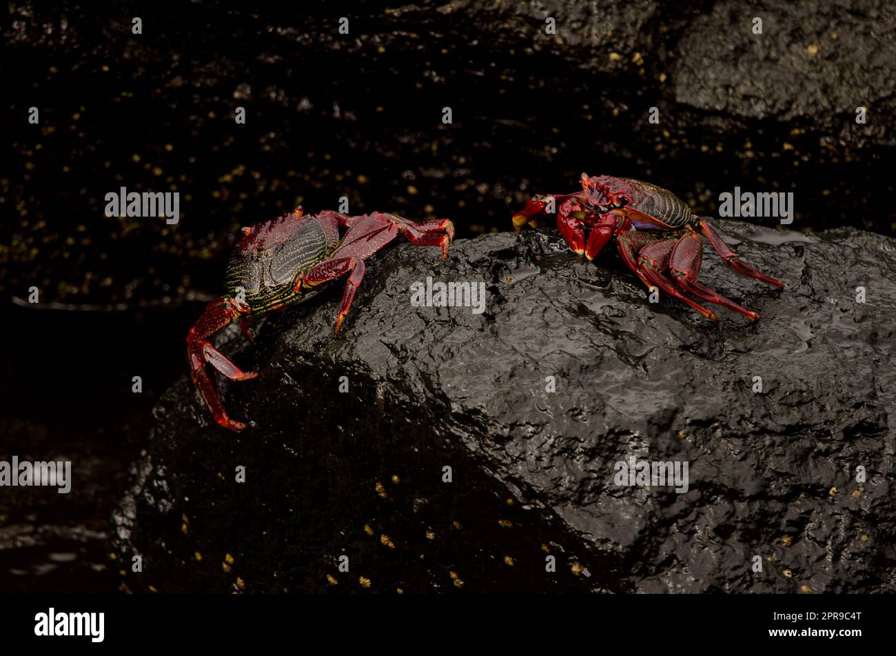 Two species of crabs hi-res stock photography and images - Alamy